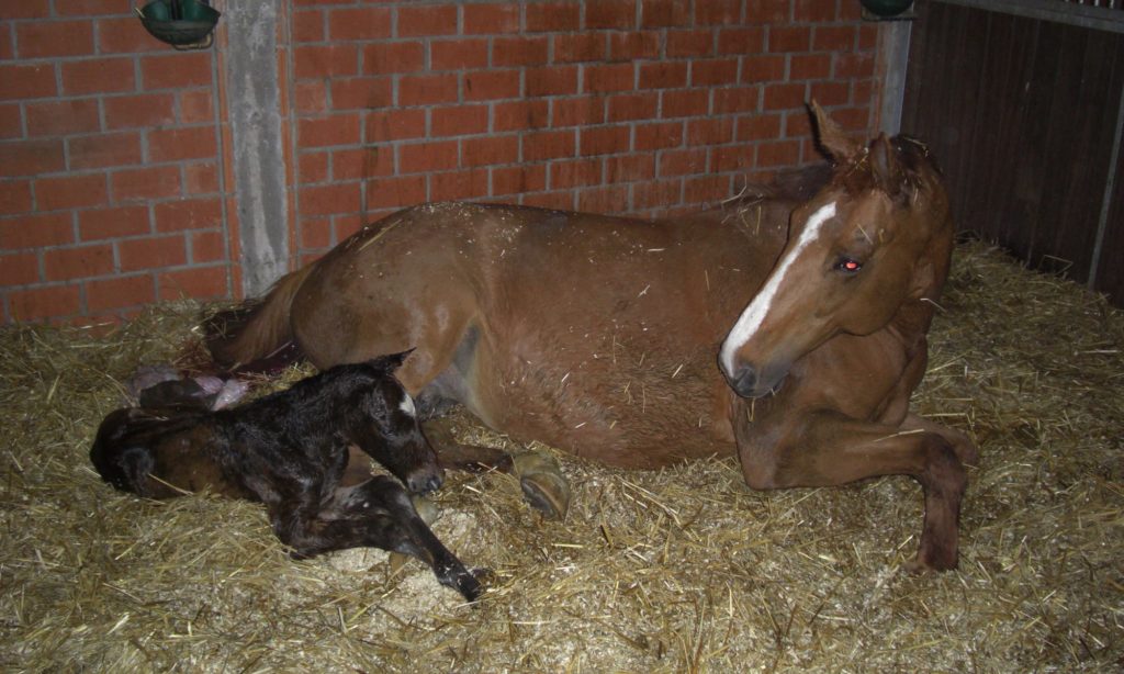 Tierarztpraxis Hollage – Dr. Sabine Allmacher & Dr. Karin Roese